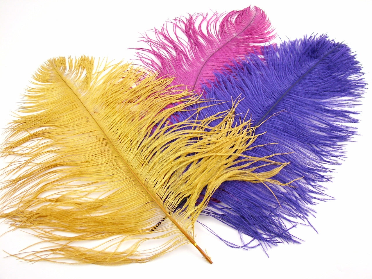 Ostrich – The Feather Factory